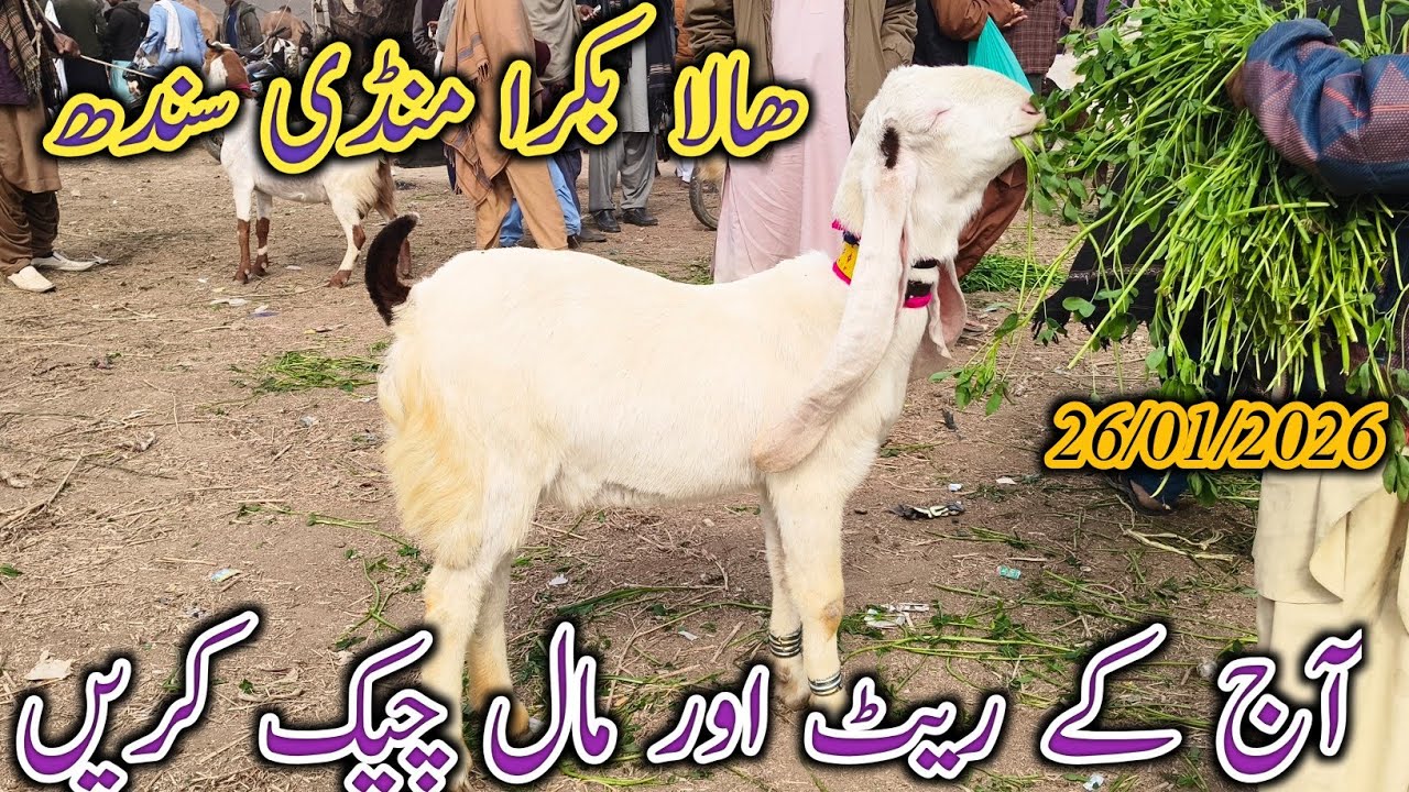 Hala Bakra Mandi | Today update | Mix Goat breed | Normal Reat | date ...