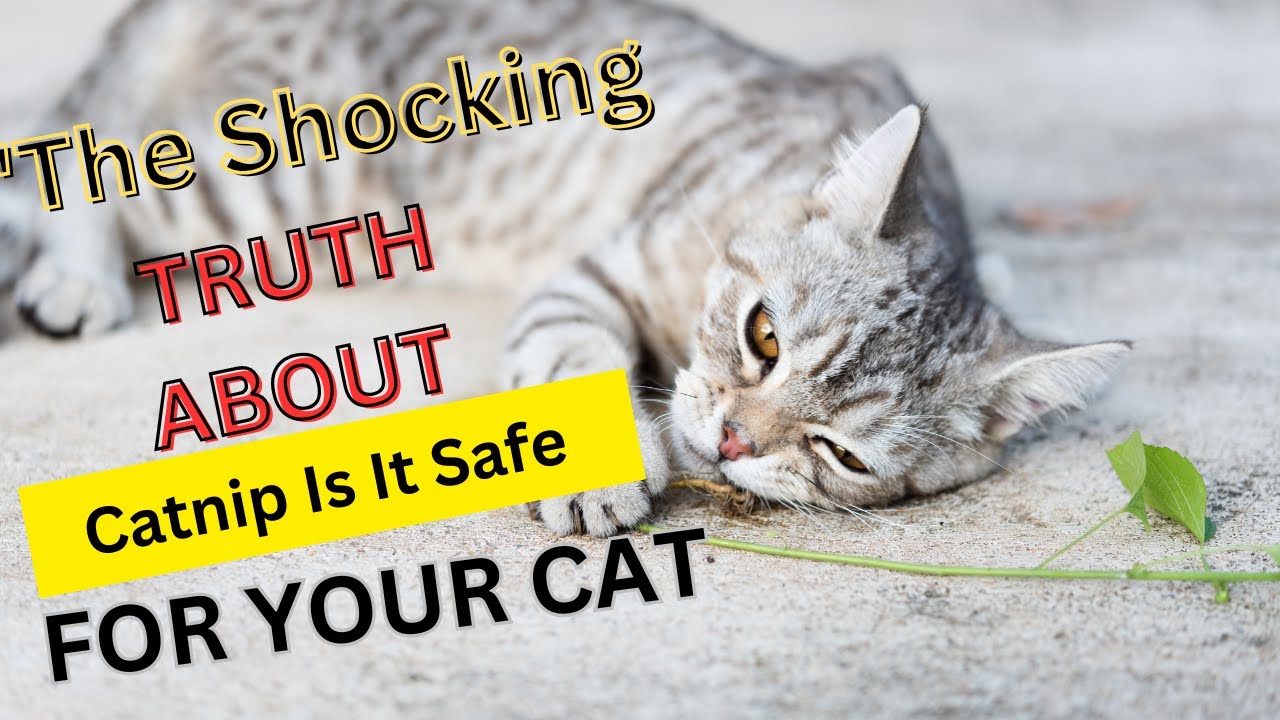 "Catnip: Is It Really Safe for Your Cat? Find Out Why It Might Be ...
