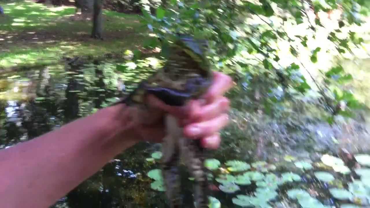 Bull Frog distress call - YouTube