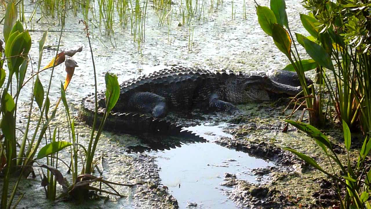 Alligator almost eating turtle - YouTube