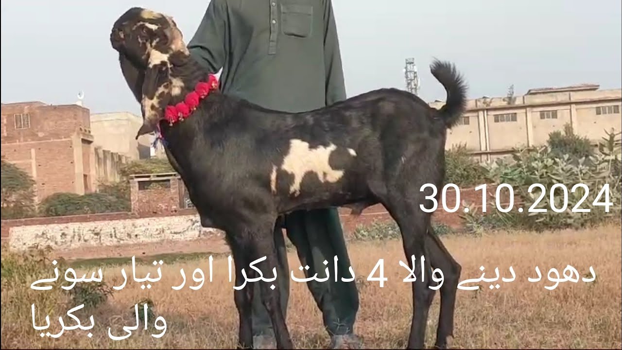 boht pyari bakriya or dhodh dene wala bakra 03114132299 - YouTube