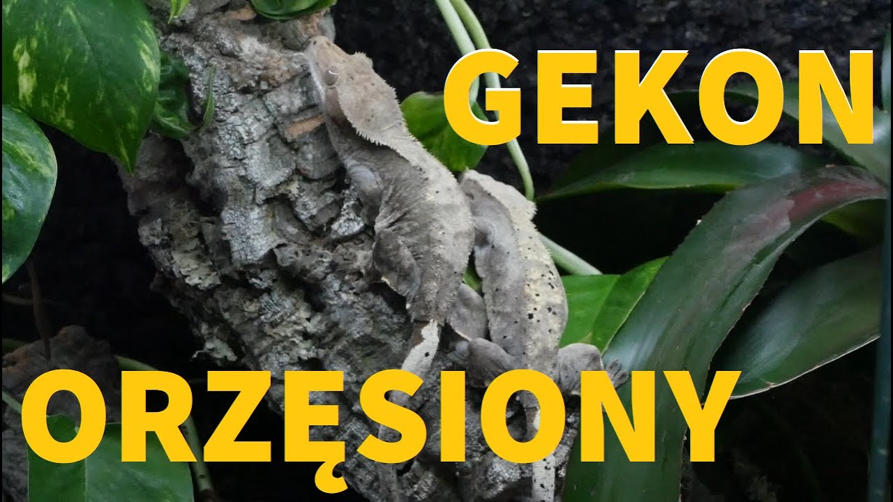 Gekon orzęsiony (Correlophus ciliatus) - Terrarium - YouTube