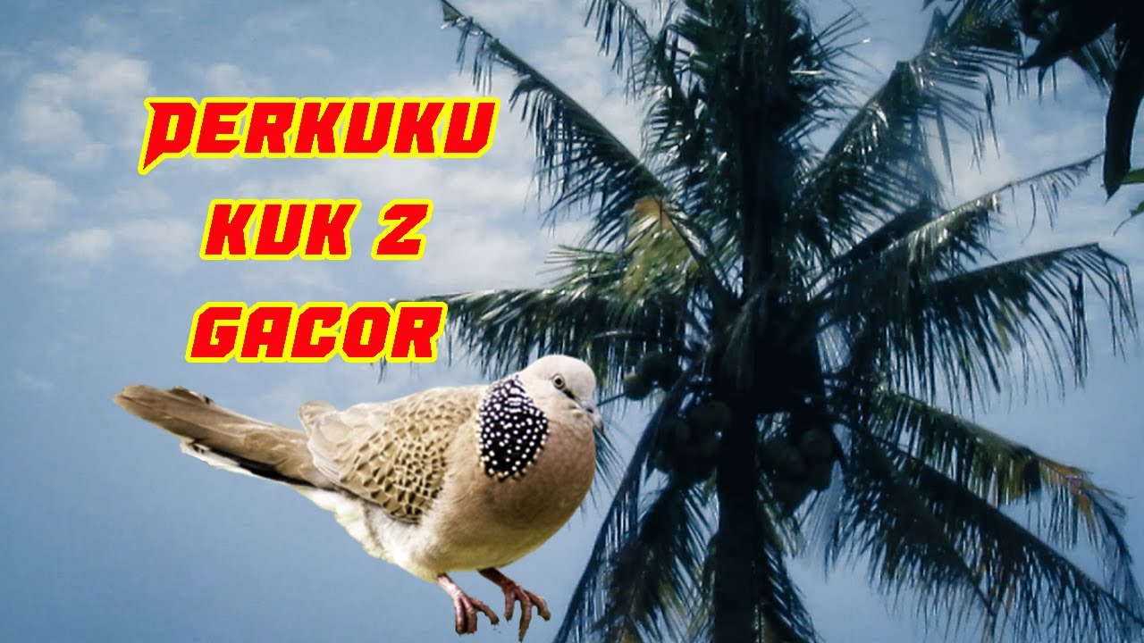 SUARA TEKUKUR GACOR!!SUARA BURUNG TEKUKUR KUK 2!!BURUNG TERKUKUR LIAR ...