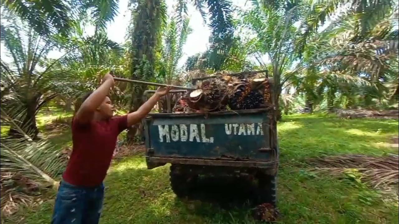 muwat buwa sawit - YouTube