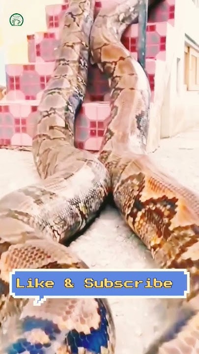 Longest Python Pair #shorts #wildlife #snake #ytshorts #asia #youtube ...