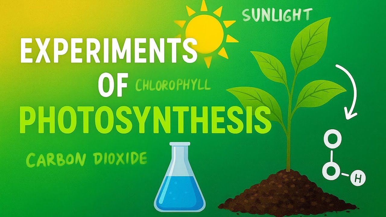 Photosynthesis Experiments: Starch Test, Sunlight Test, CO₂ Test ...