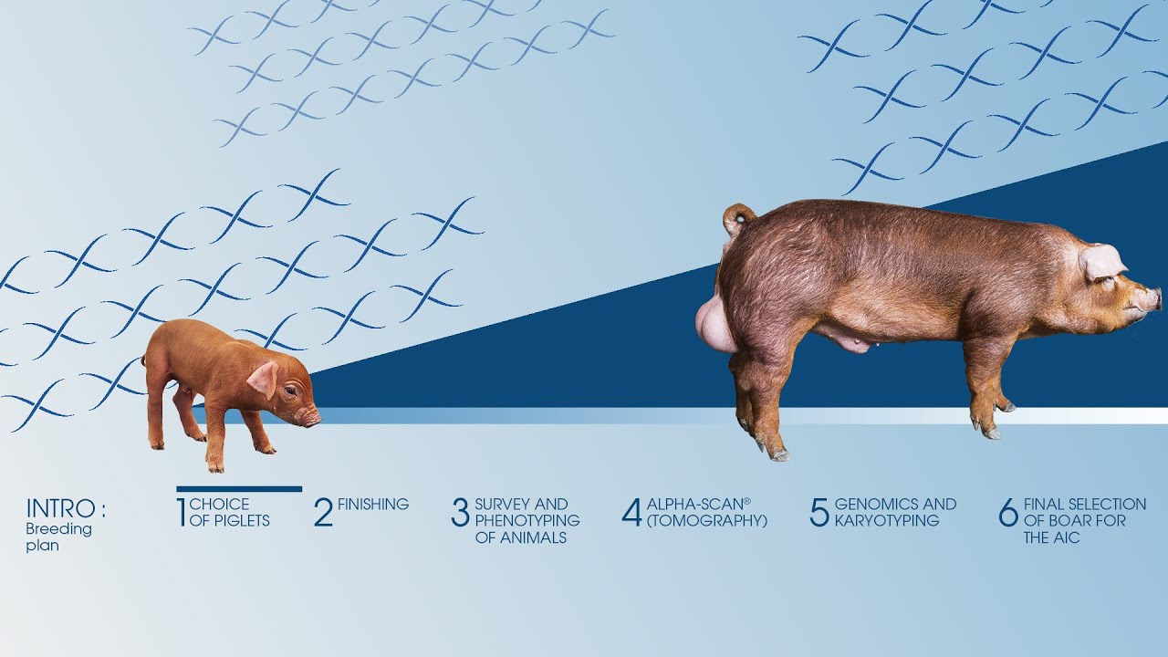 Becoming a pure bred boar: quite the journey - YouTube