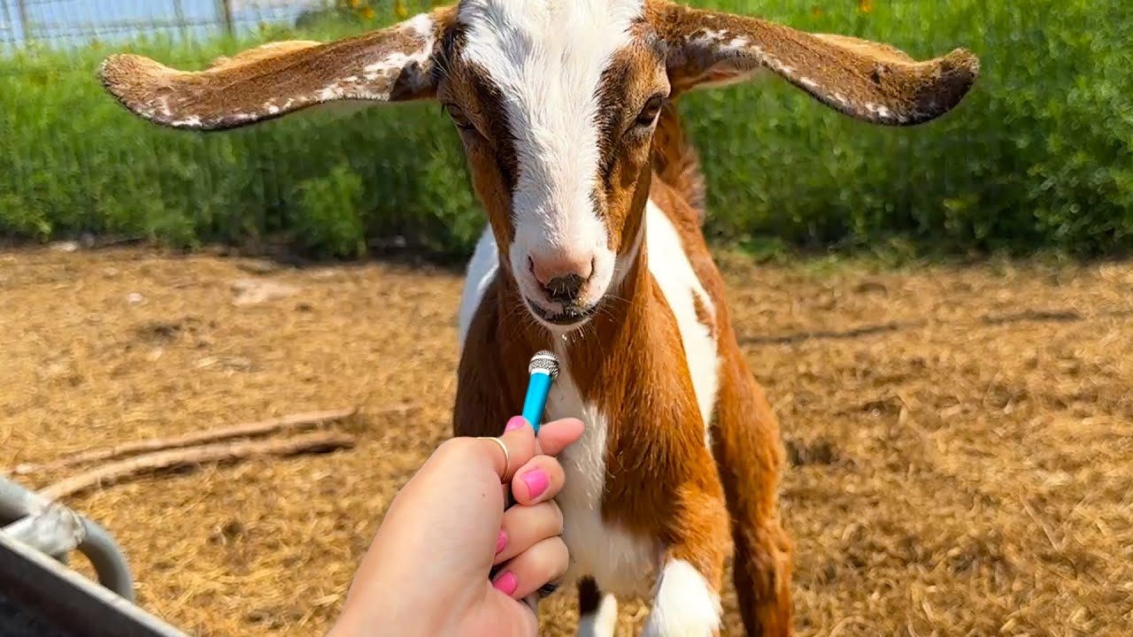 interviewing baby goats with a tiny mic - YouTube