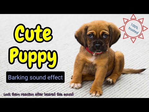 Cute puppy barking sound effect | Dog sounds | animal sound effects ...