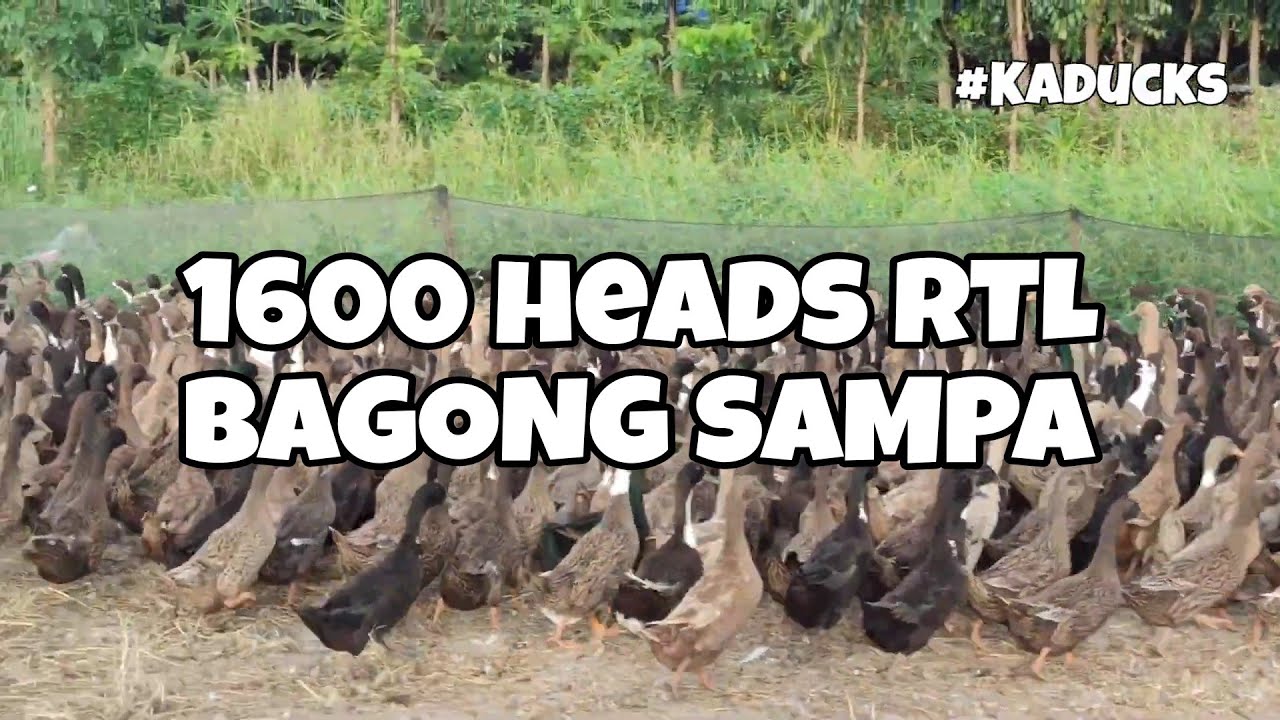 EP96 - 1600 ITIK RTL INIAKYAT NA SA POULTRY #kaducks - YouTube