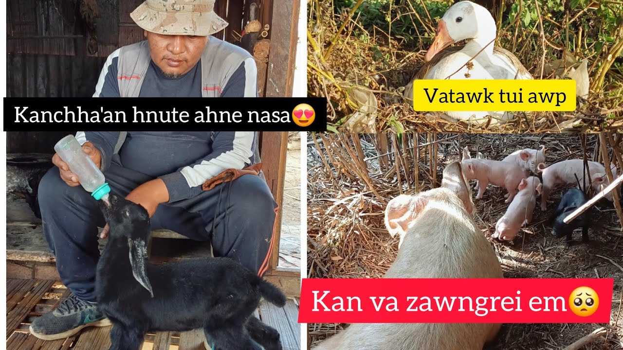 NI 3 HNUAH HNIM PIK KARAH VARTEI ANO TE NEN KAN HMU CHHUAK HLAUH E ...