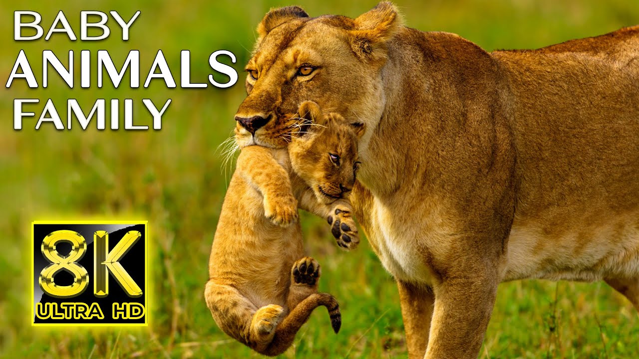 Baby Animals Family in 8K ULTRA HD 60fps - Family Animals Beautiful in ...