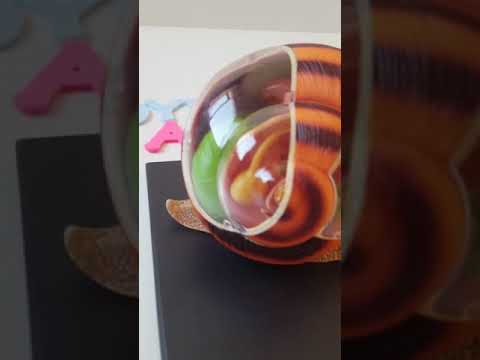 4D Anatomi Modeli Salyangoz