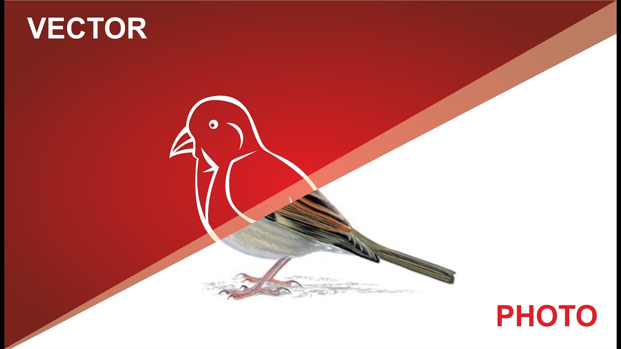 HOW TO MAKE PHOTO TO VECTOR - YouTube