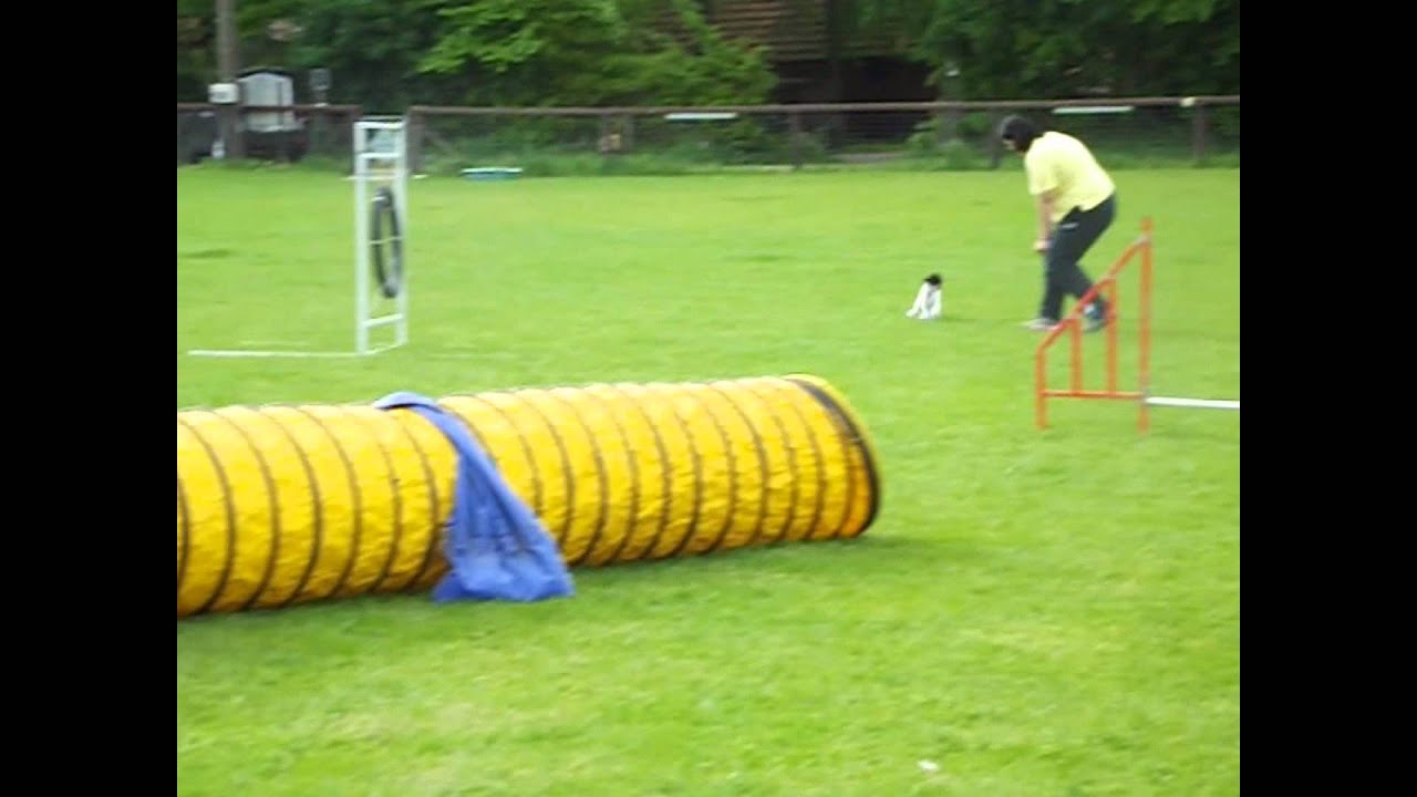Pudel Agility - YouTube