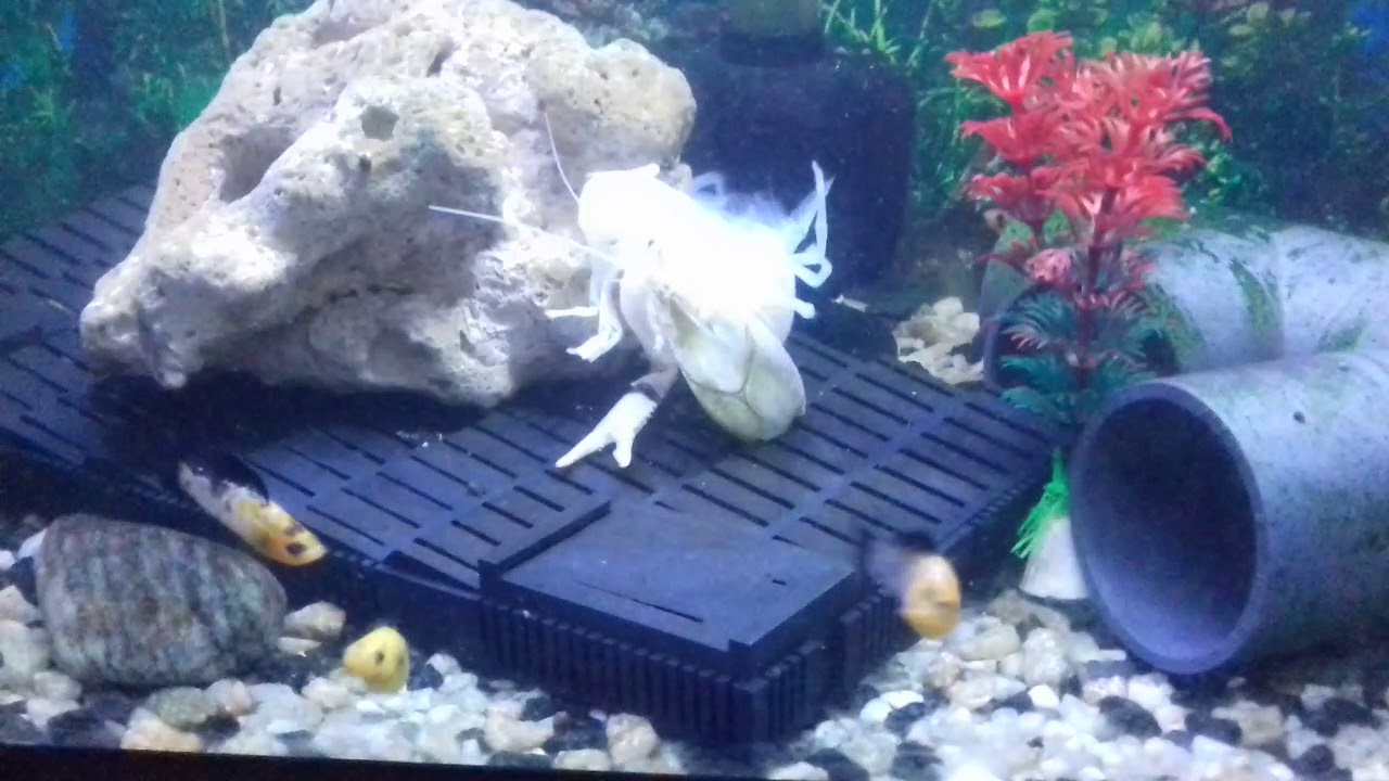 Crayfish remove skeleton(ඉස්සාගේ පිට සැකිල්ල ඉවත් කිරීම) - YouTube