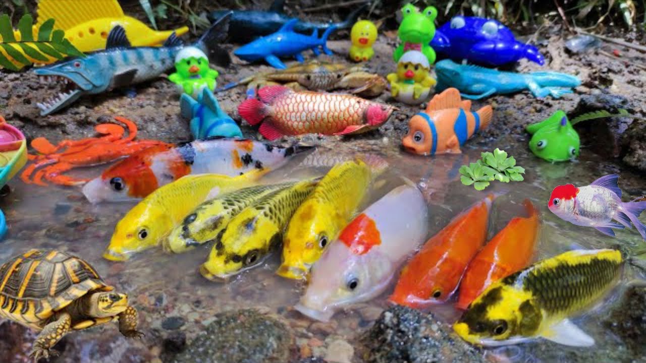 Catch Nest Tiny Aquarium Fish In Colorful Surprise Eggs, Pencil Fish ...