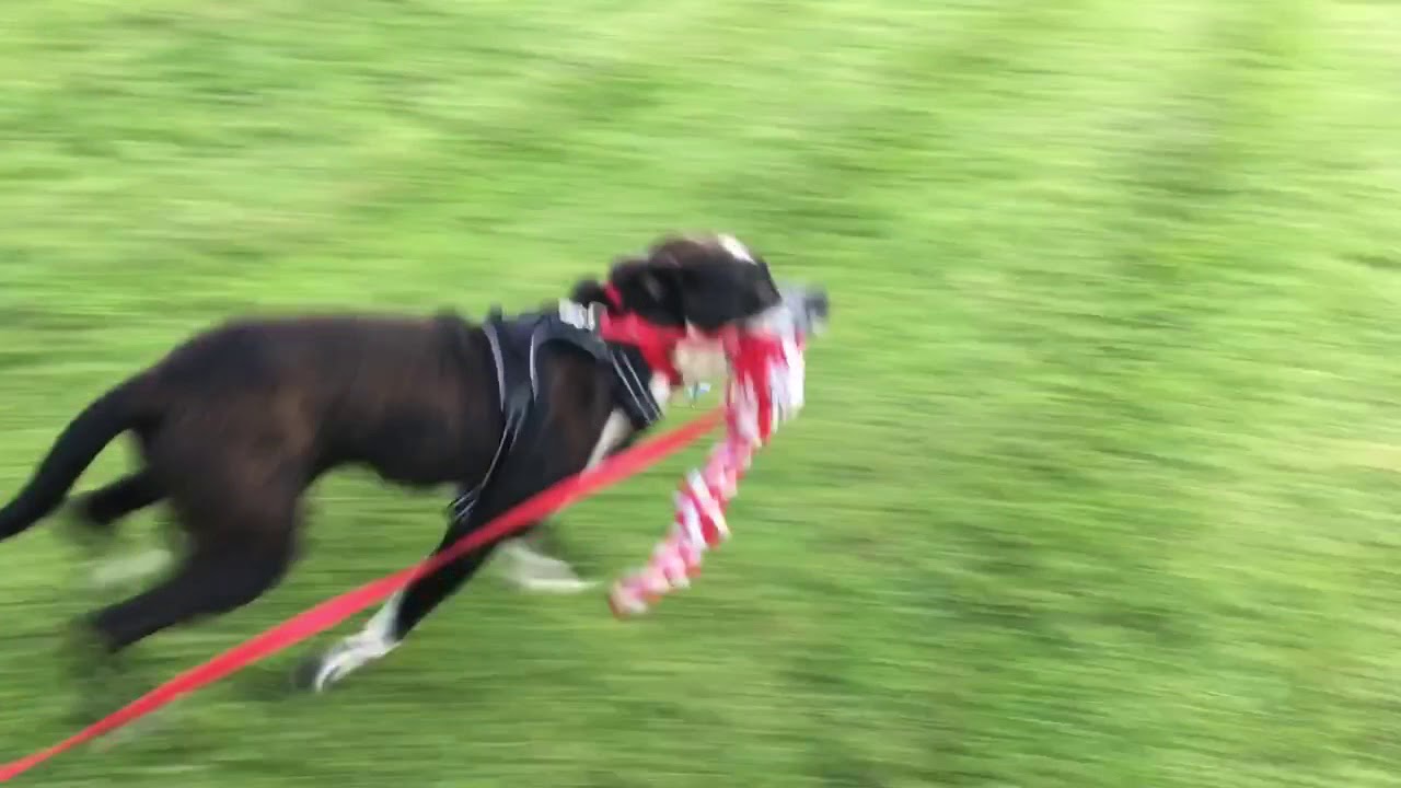 English-Pointer Boxer Mix RIO in Action - YouTube