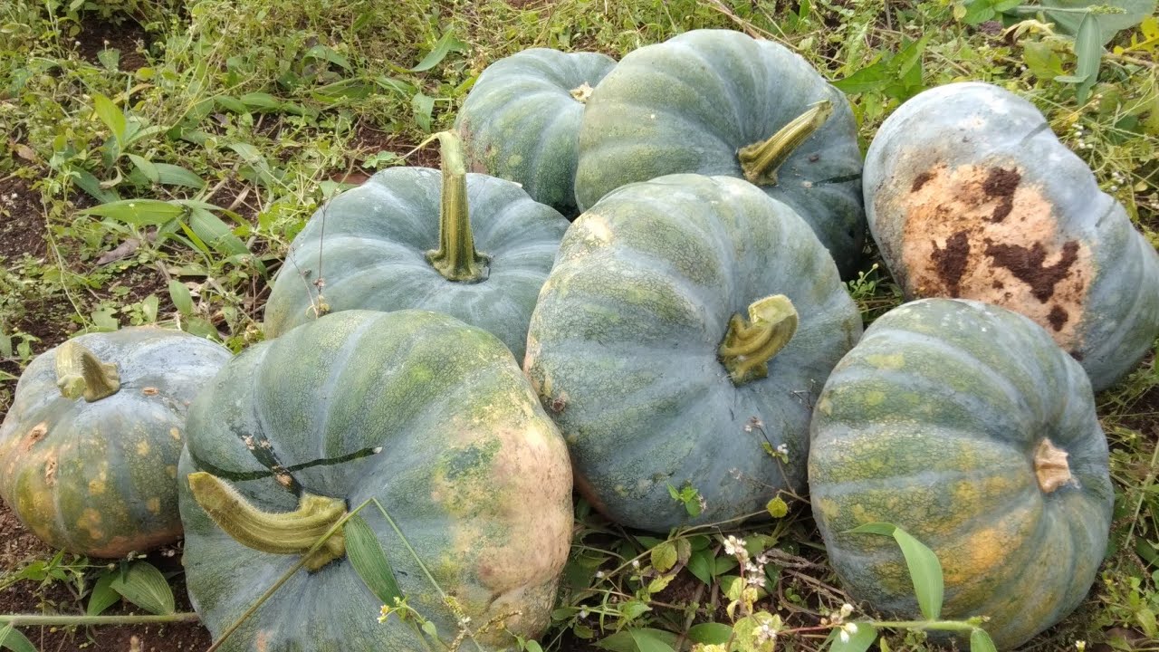 RAHASIA LABU KUNING BESAR DAN SIAP PANEN. - YouTube