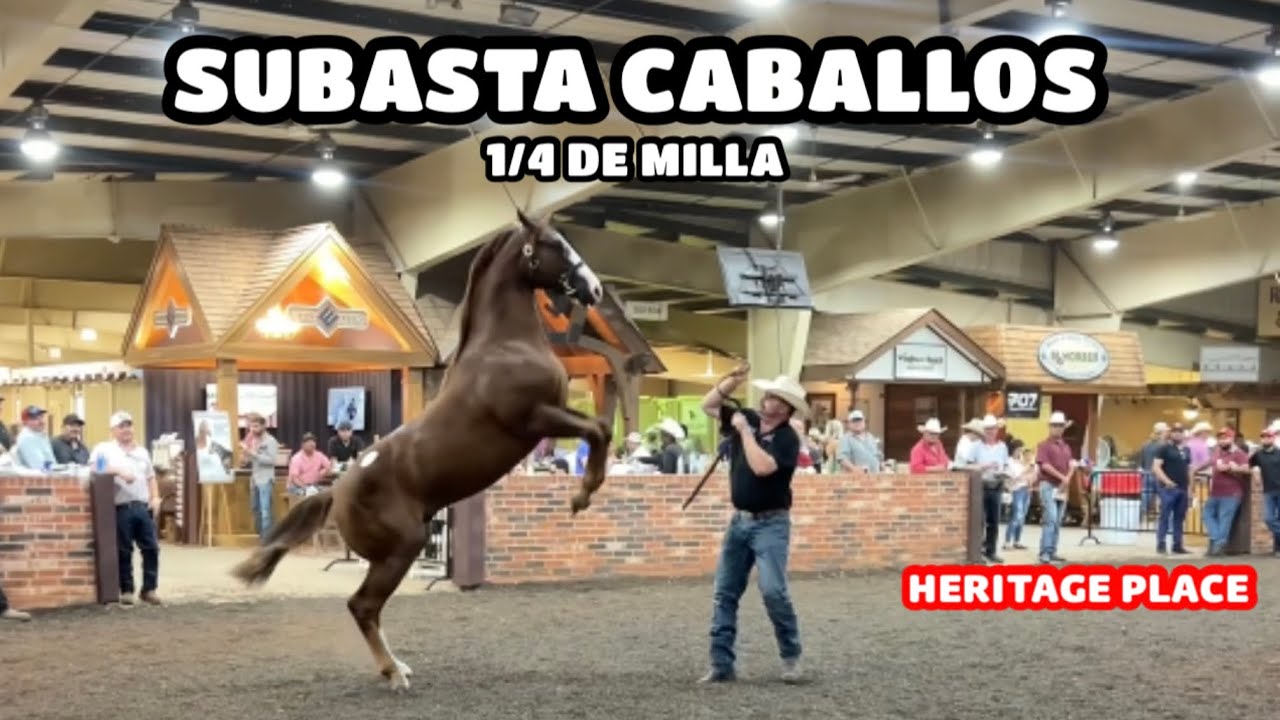 SUBASTA DE CABALLOS CUARTOS DE MILLA 🔥🐴 - YouTube