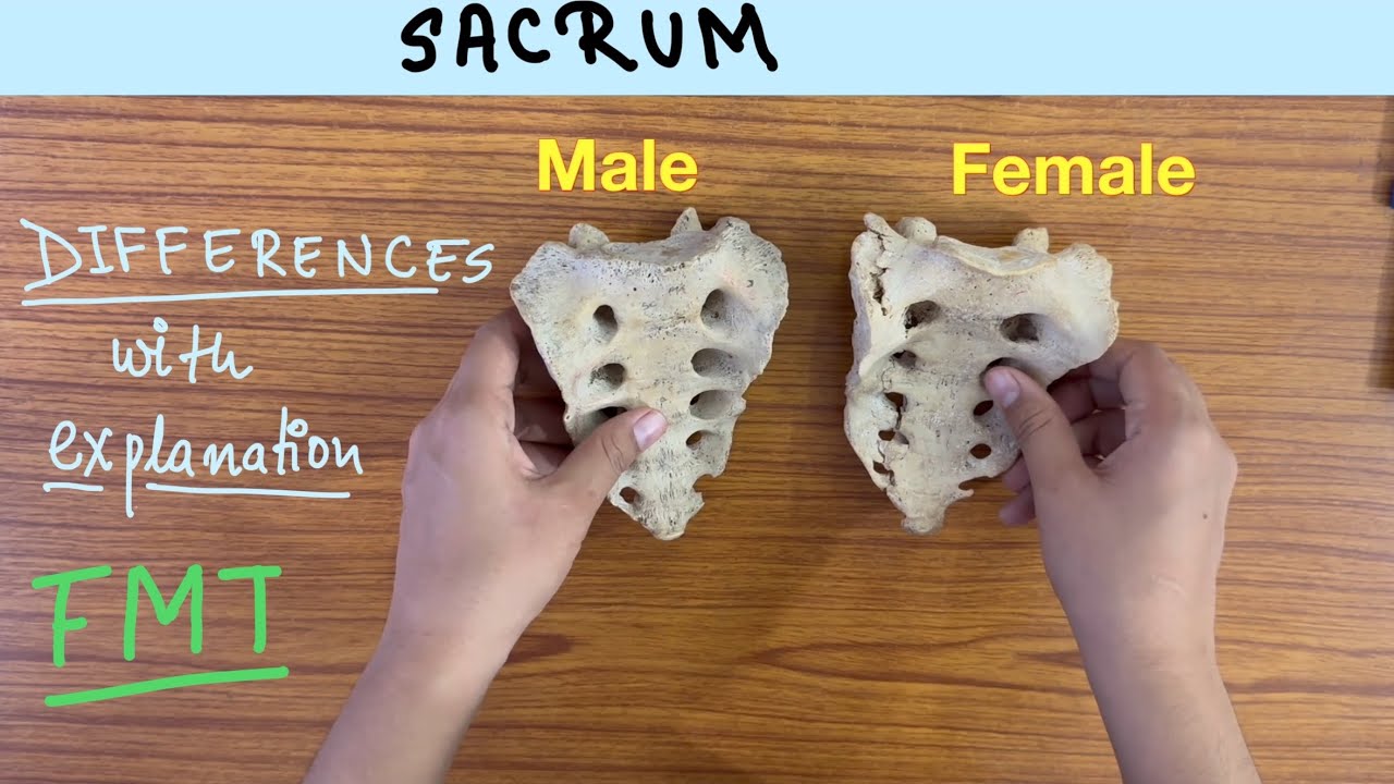 Sacrum - Male and Female differences with explanation |Sex ...