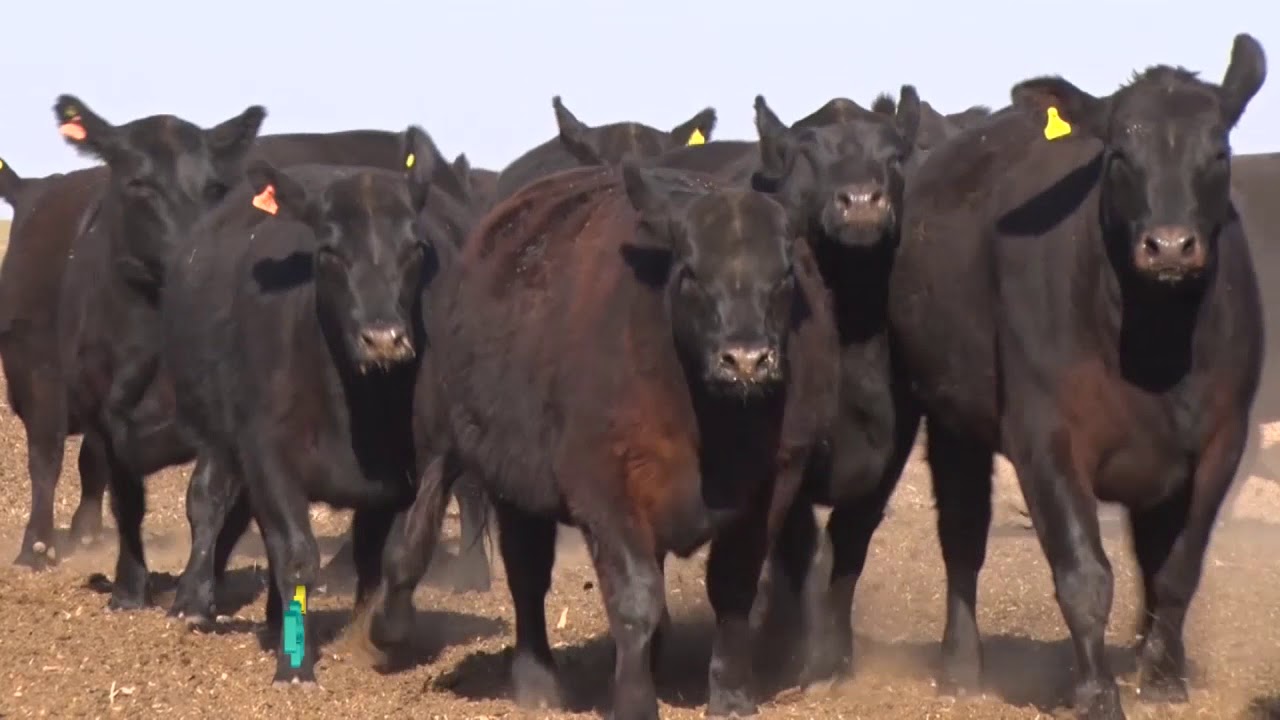 BLOQUE 1 TIO NEGRO Y EL JARDIN - YouTube