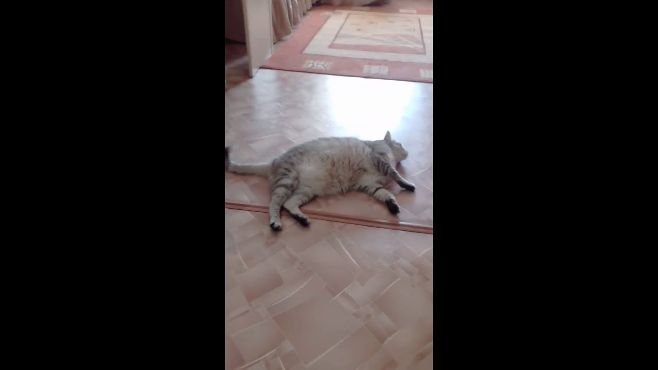 Tihon 😍🐈 - YouTube