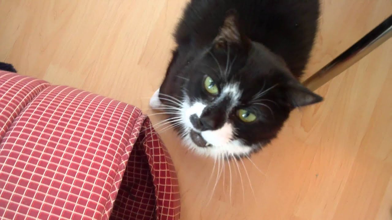 Cat purring and meowing - YouTube