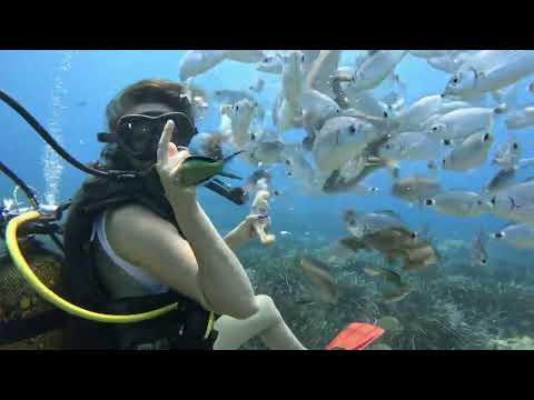 Sualtı balık besleme // Fish feeding 
