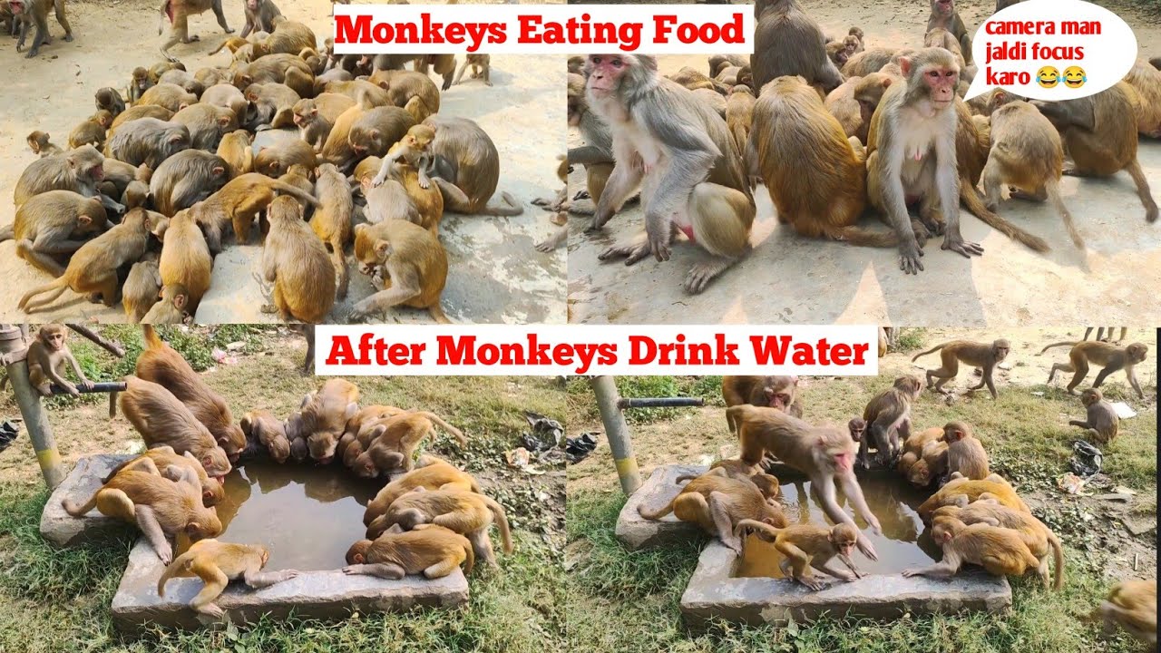 Monkeys Eating Food And After Drink Water | Monkey Drink Water - YouTube