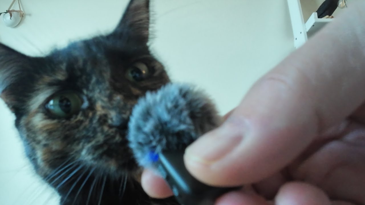 Mic Mini cat toy #lulu - YouTube