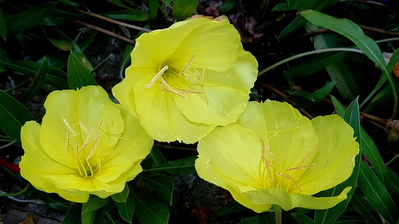 Big Fruit Evening Primrose - YouTube