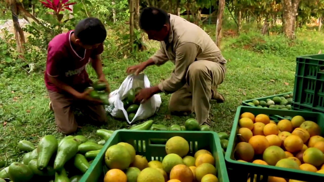 Proyectos productivos en el campo son una realidad - YouTube