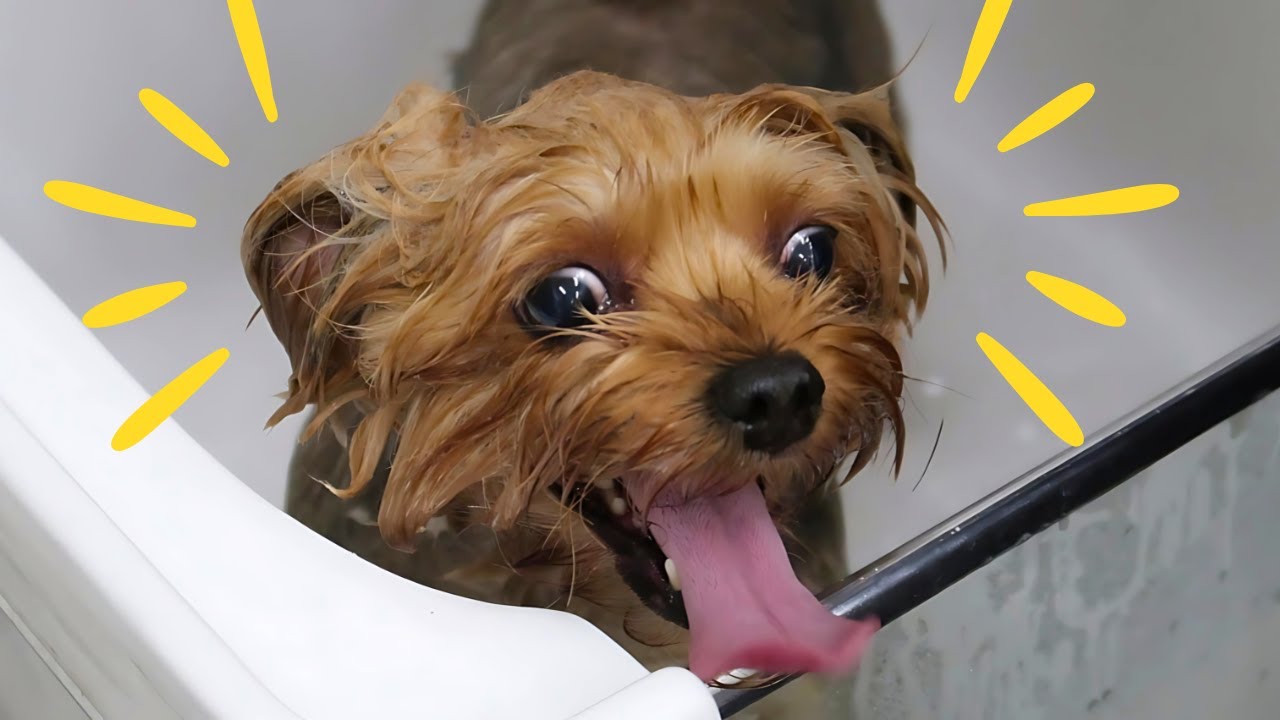 Yorkie's Spa Day: Luxurious Bath and Stunning Grooming! - YouTube