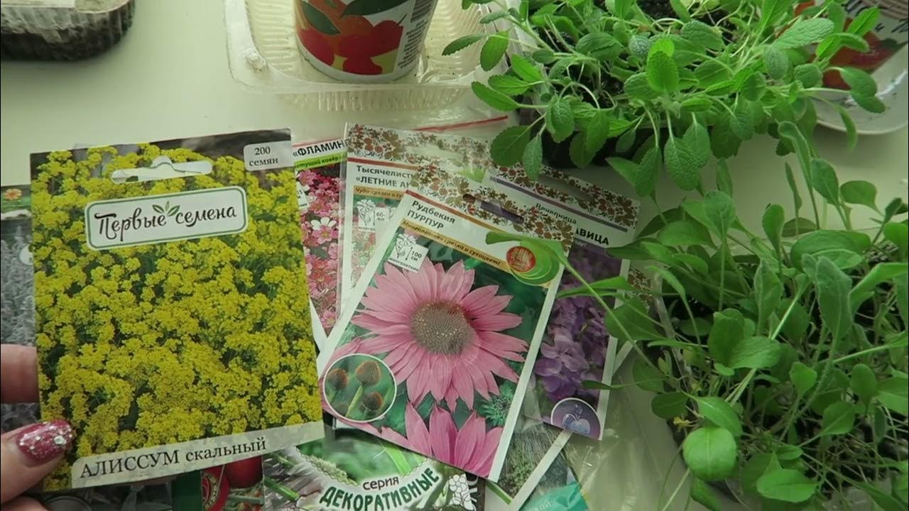 цветы на подоконнике - YouTube