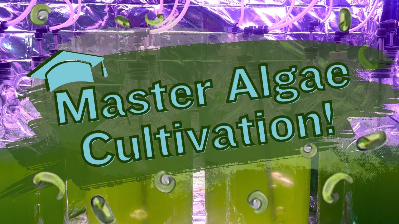 Algae Growing Made Easy: Step-by-Step Tutorial - YouTube