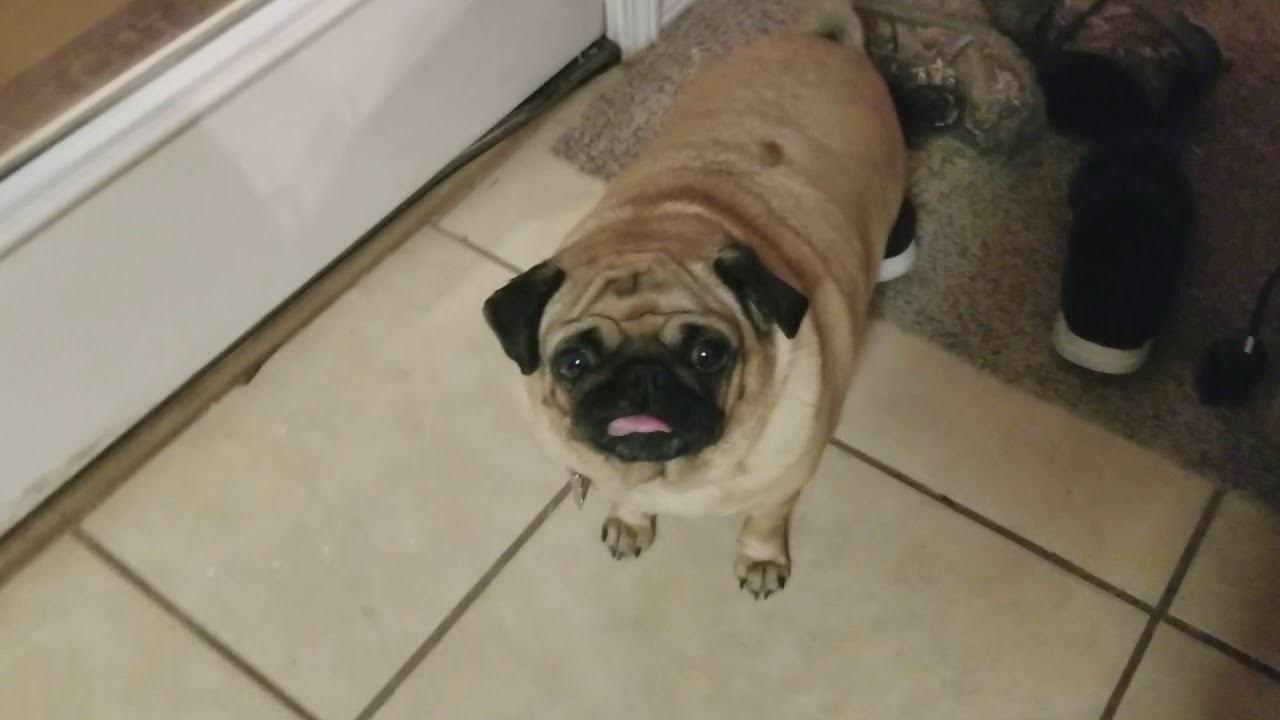 Pickles the pug - YouTube