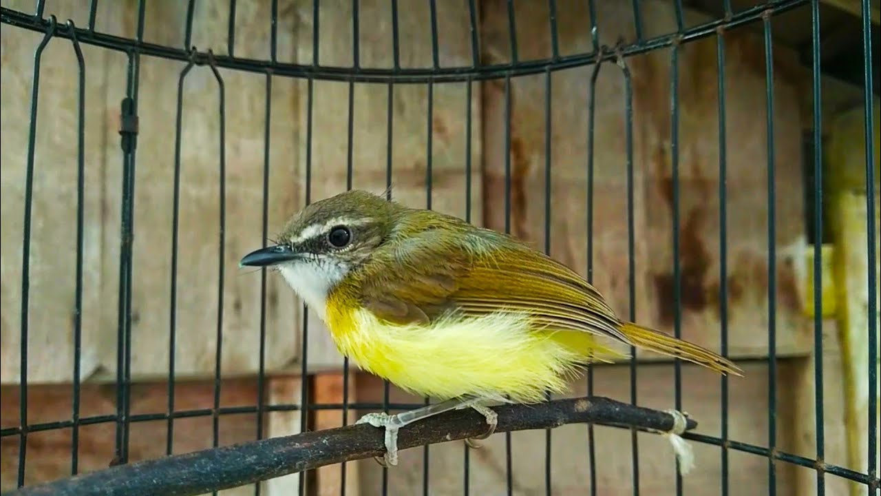 Burung cikrak bambu ngiwik memanggil cikrak bambu lain. Pancingan ...