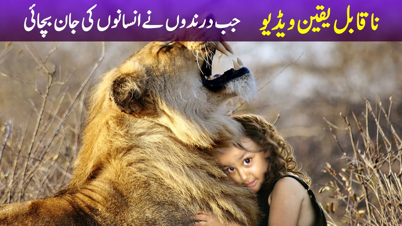 10 Hero Animals That Saved Human Lives - YouTube