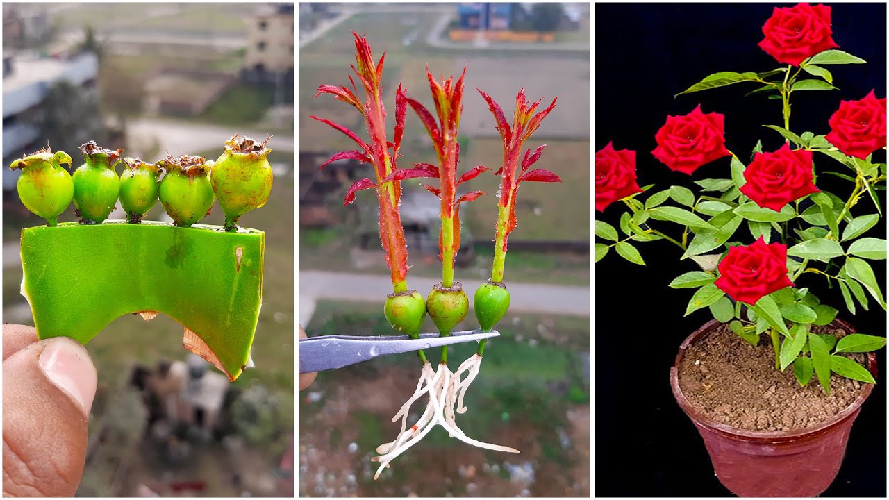 Very simple way to grow rose plant from buds || The method of home ...