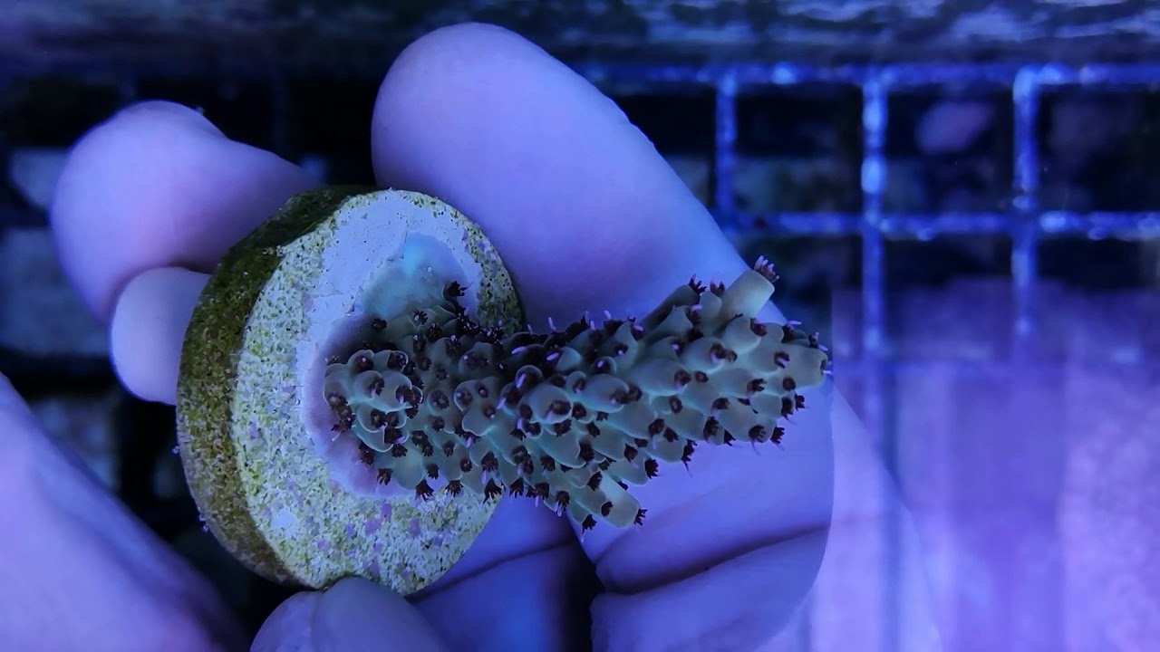 Acropora selago-indo coral gandalf - YouTube