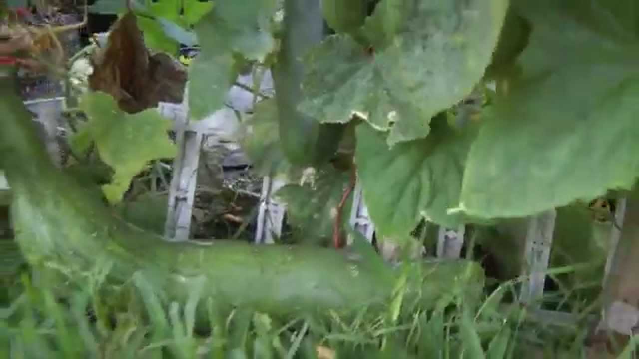 Growing Giant Cucumbers - YouTube