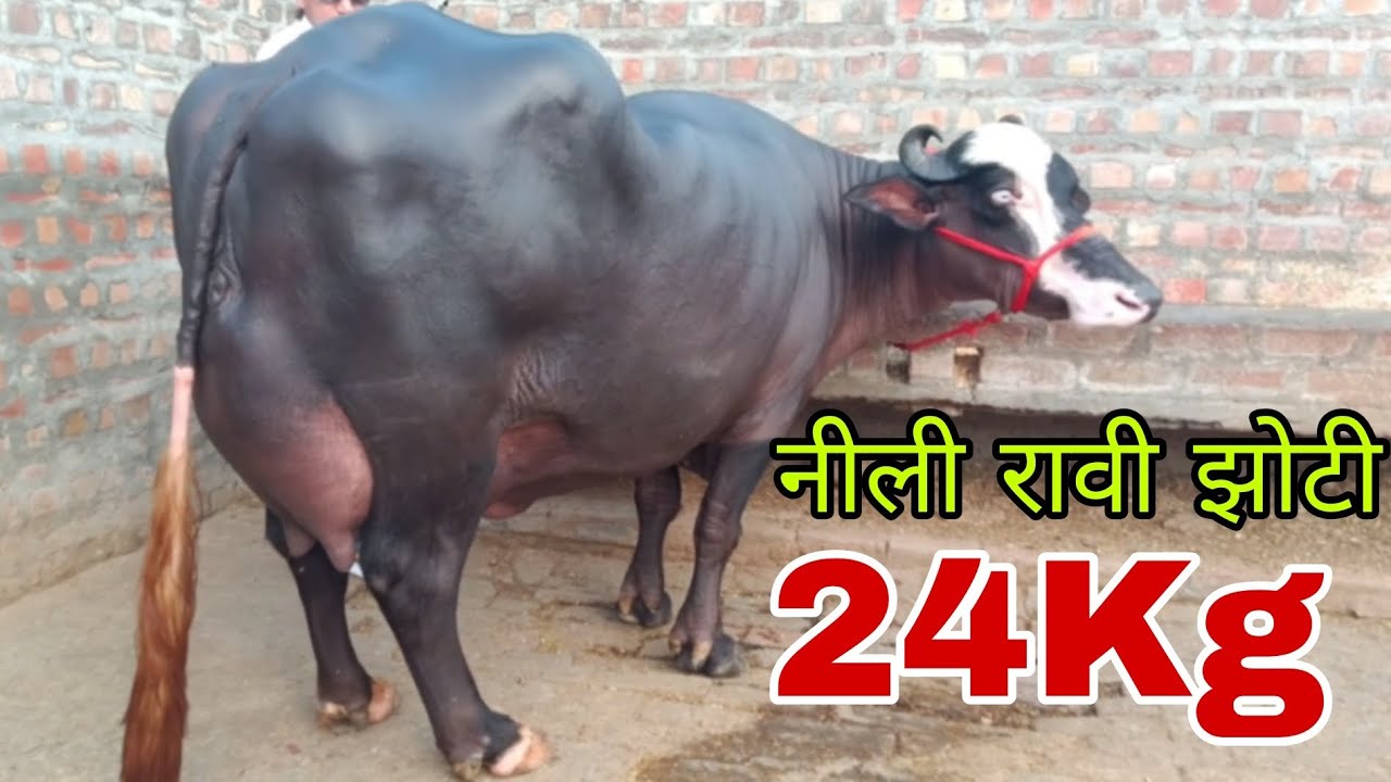 @Nili Ravi Buffalo 24 किलो दूध की नीली रावी झोटी बिक्री के लिए उपलब्ध ...