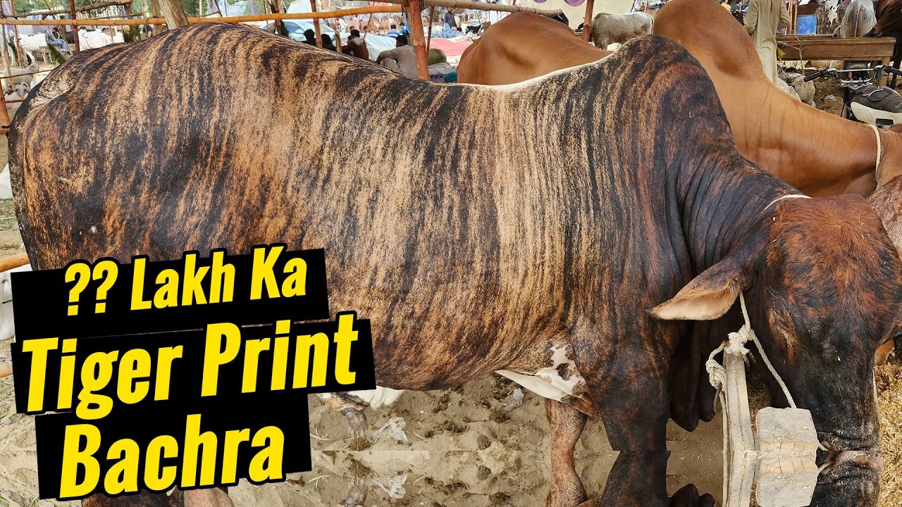 Wow Tiger Print Bachra Qurbani | Cow Mandi 2023 - YouTube