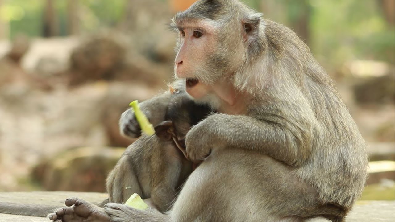Violet Walk Her Daughter Viola and Vero Vasco Come To Sit relax ...