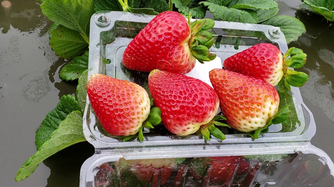 LIVE FROM THE FIELDS: Oxnard Strawberries - YouTube