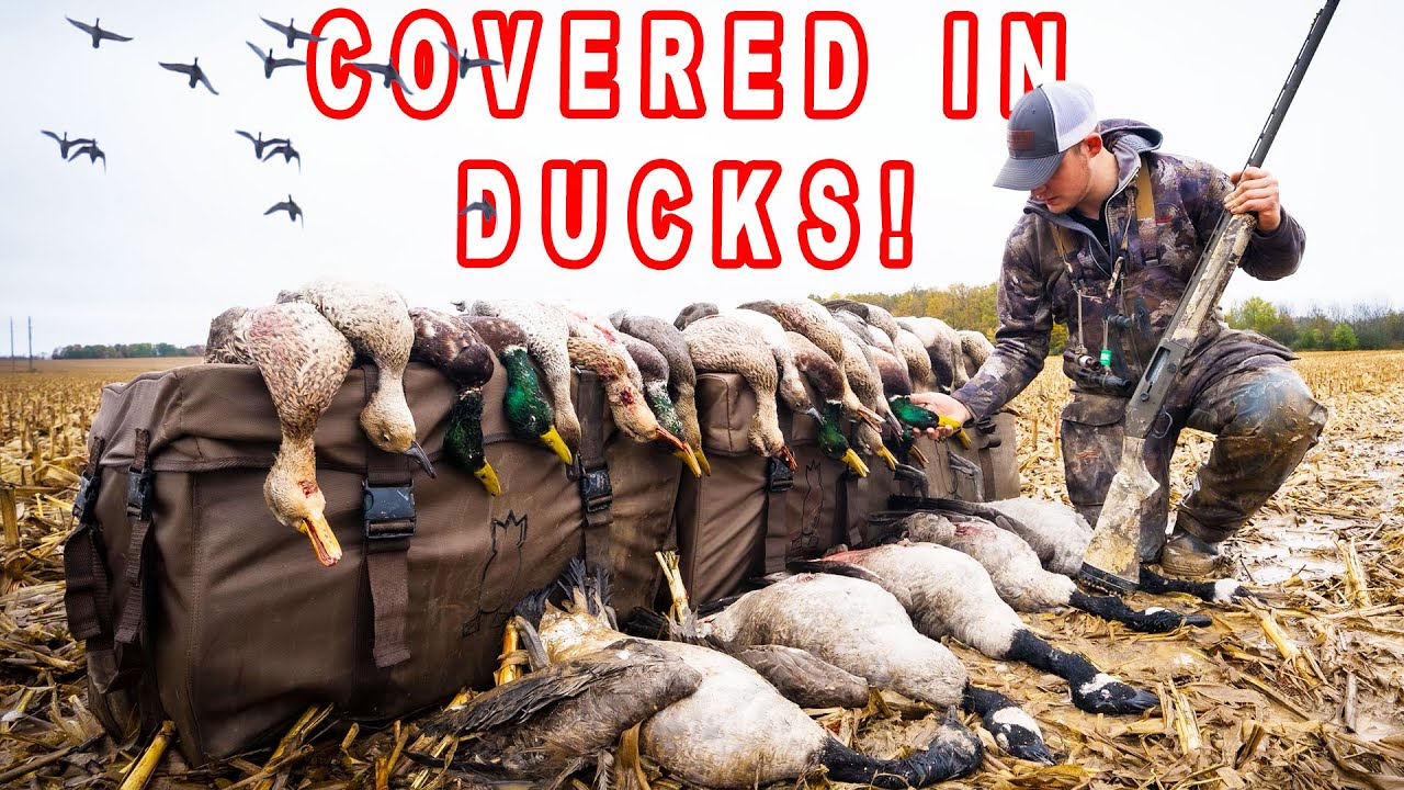 PINTAILS IN THE CORN FIELD | Duck Hunting in the Rain - YouTube