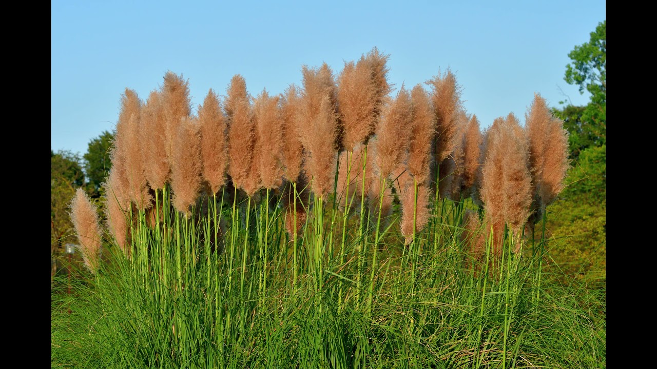 Native plants for ecoscaping -Episode -9 (Saccharum spontaneum) - YouTube