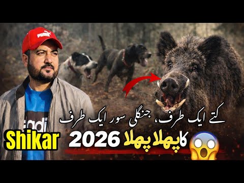 2026 Ka Pehla Shikar 😱 | Kutton Ke Sath Jangli Soor Ka Khatarnak Shikar
