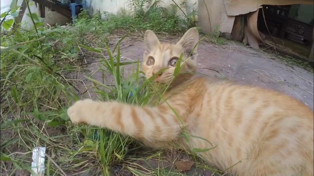 when the catnip hits - YouTube